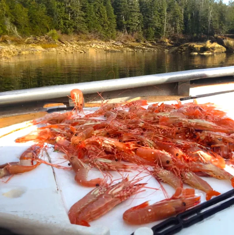 Wild Alaskan Spot Shrimp – Tidewater Alaska Seafood